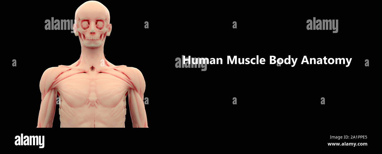 Anatomie du système musculaire du corps humain Photo Stock - Alamy