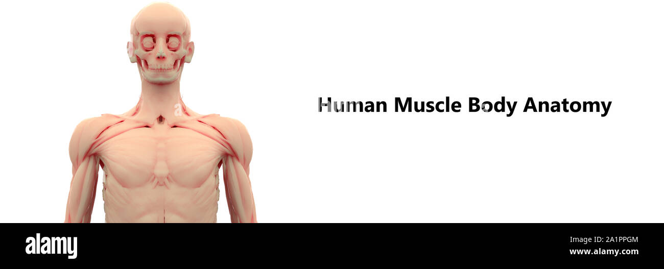 Anatomie du système musculaire du corps humain Photo Stock - Alamy