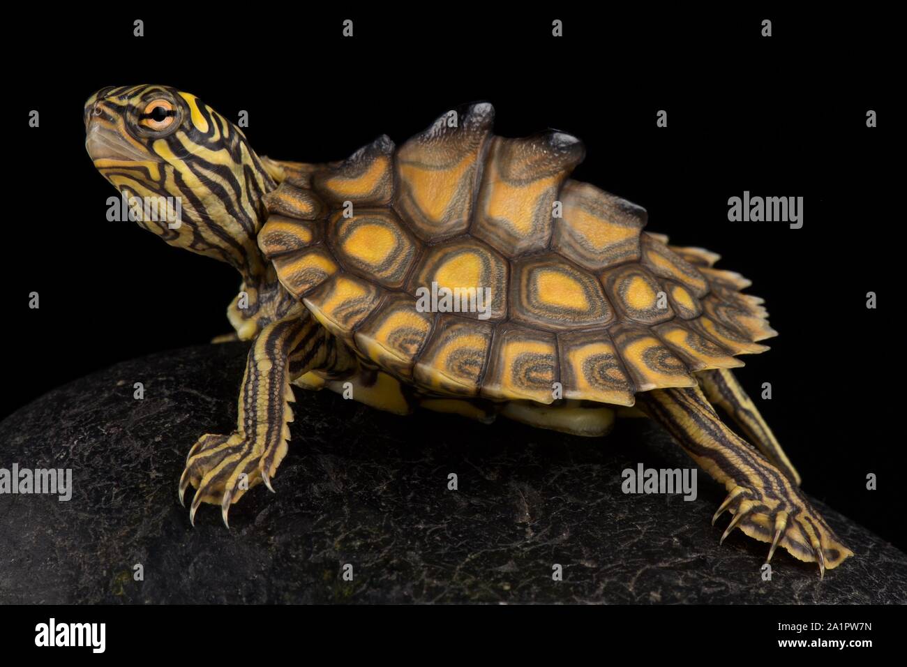 Map turtle Banque de photographies et d’images à haute résolution - Alamy