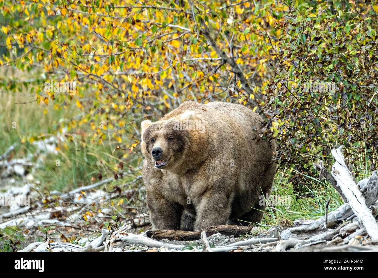 Le plus grand ours et carnivore du monde Banque de photographies et d ...