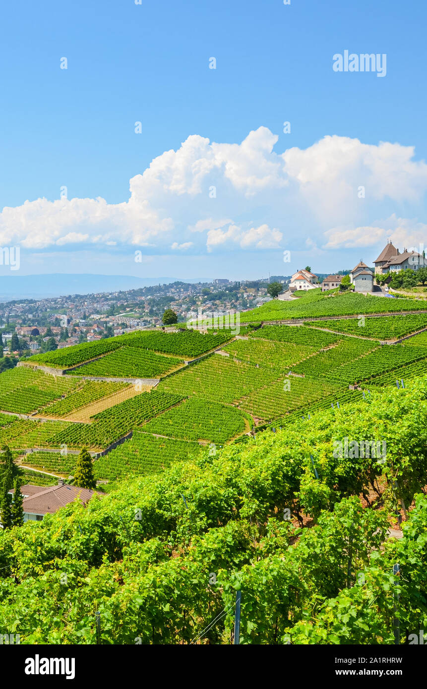Epesses in lavaux Banque de photographies et d’images à haute ...