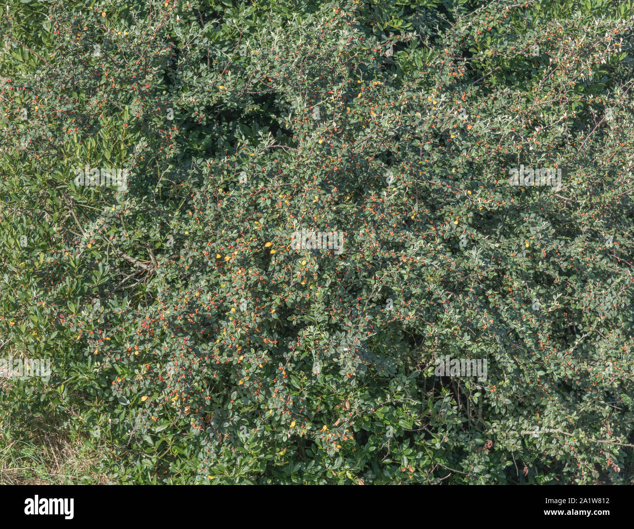 Cotoneaster franchetii a fruits rouge Banque de photographies et d ...