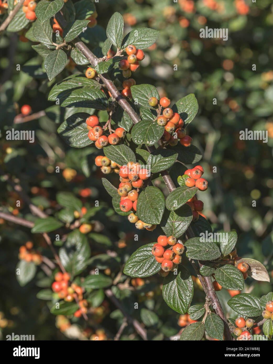 Cotoneaster franchetii a fruits rouge Banque de photographies et d ...