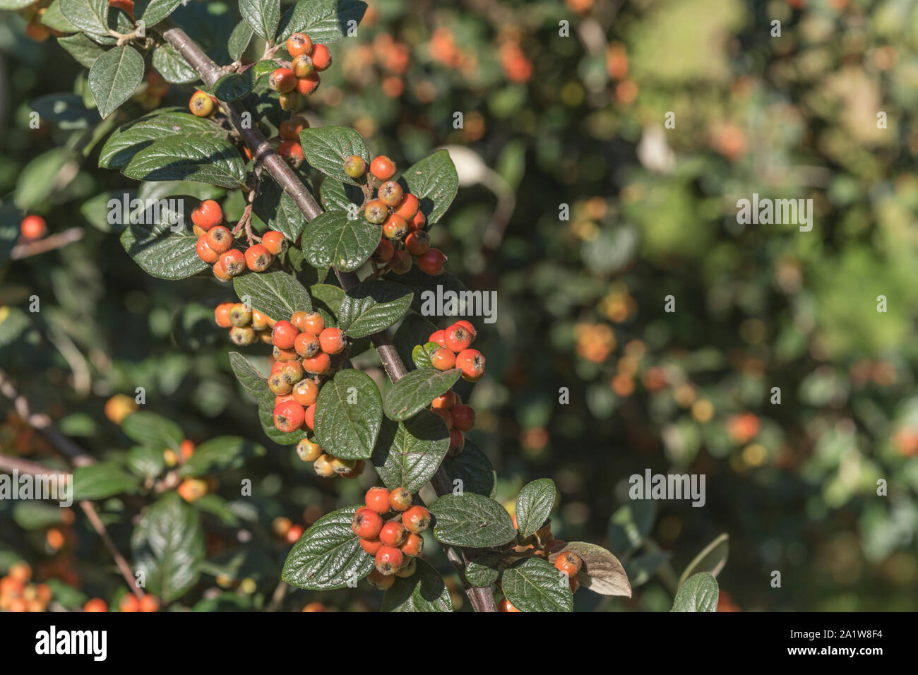 Cotoneaster franchetii a fruits rouge Banque de photographies et d ...