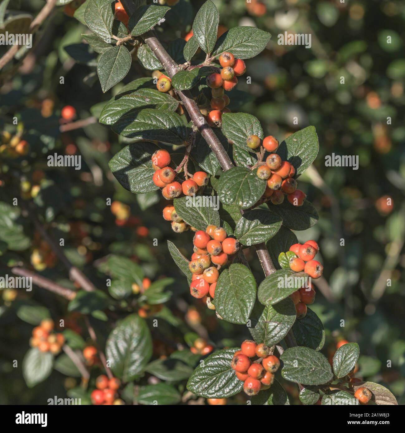 Cotoneaster franchetii a fruits rouge Banque de photographies et d ...
