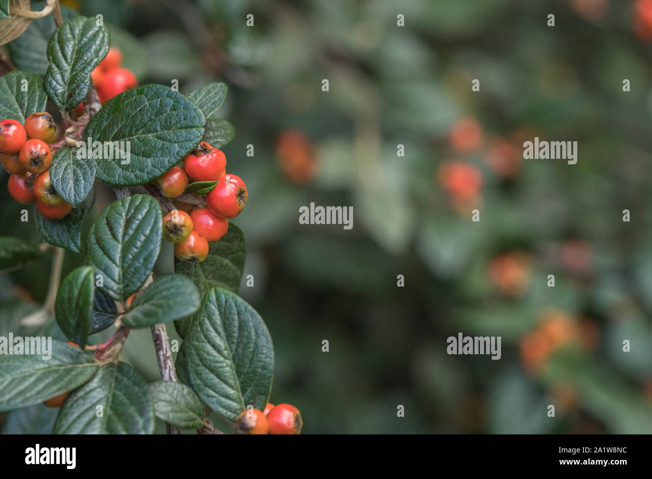 Cotoneaster franchetii a fruits rouge Banque de photographies et d ...