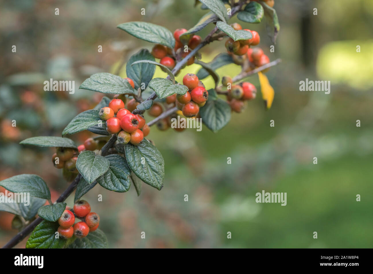 Cotoneaster franchetii a fruits rouge Banque de photographies et d ...