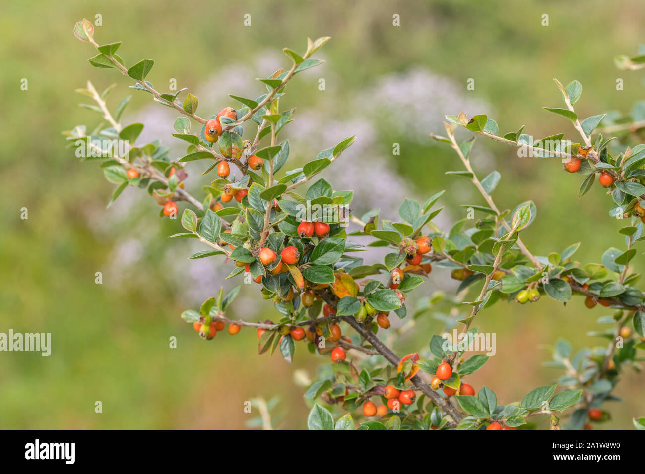 Cotoneaster franchetii a fruits rouge Banque de photographies et d ...