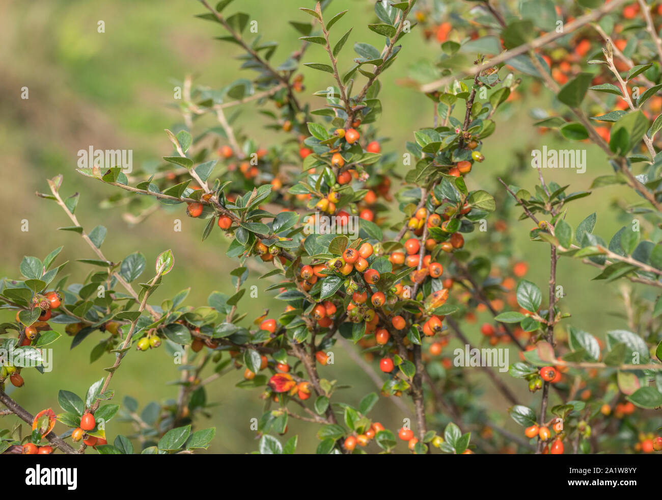 Cotoneaster franchetii a fruits rouge Banque de photographies et d ...