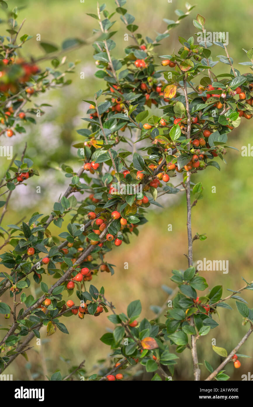 Cotoneaster franchetii a fruits rouge Banque de photographies et d ...