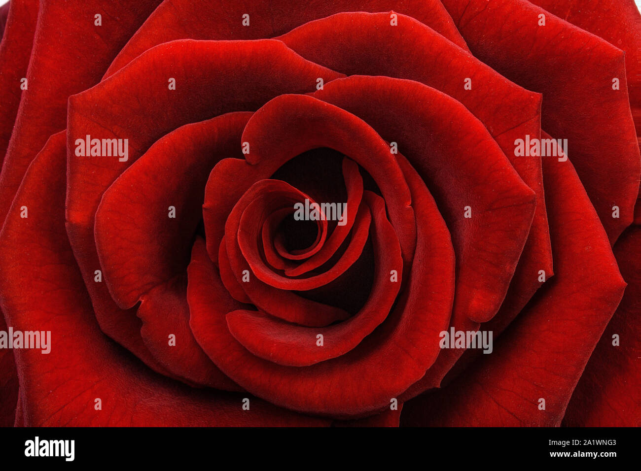 Rose rouge en gros plan Banque de photographies et d’images à haute ...