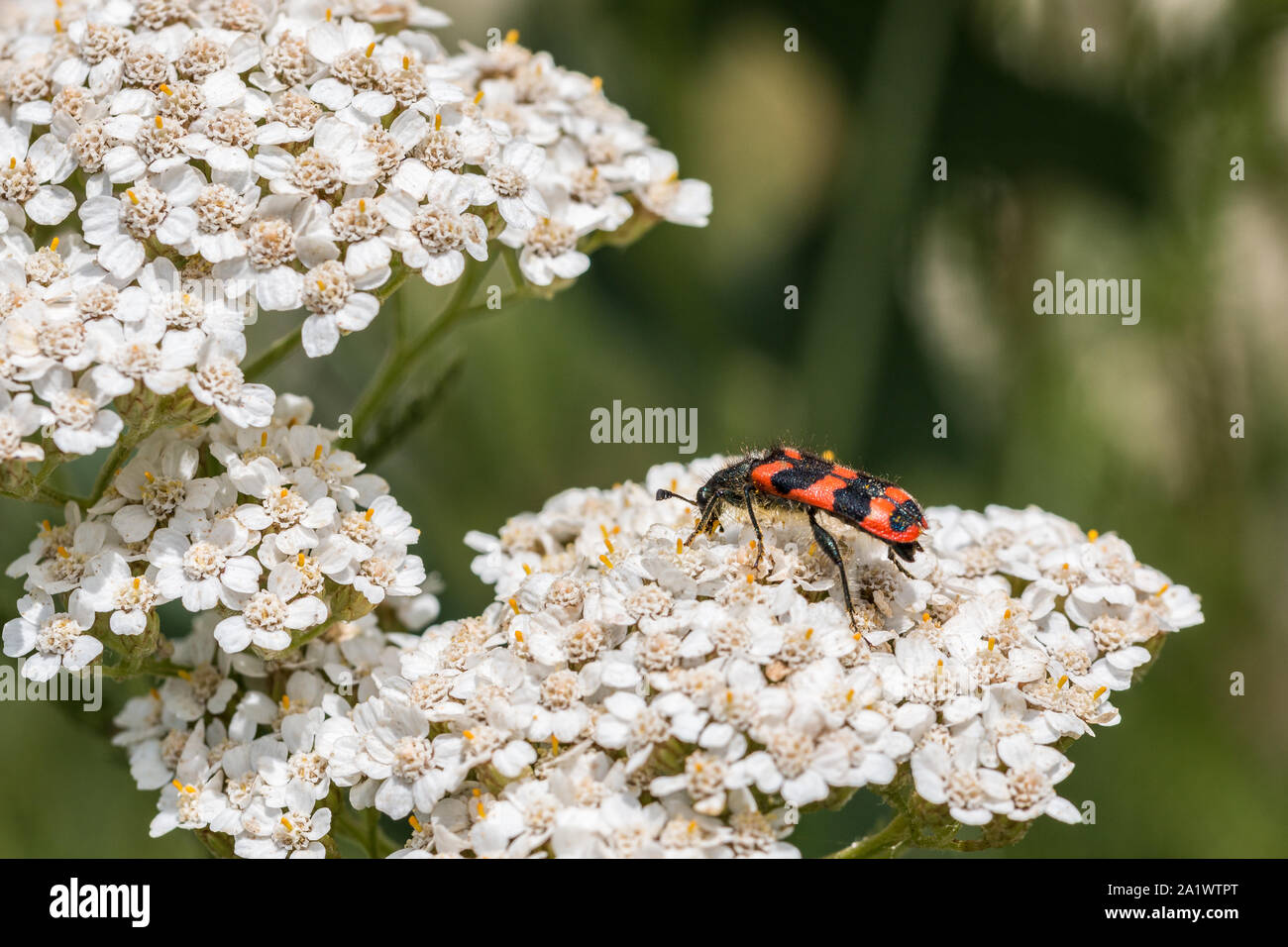 La vision du monde d'un petit insecte sur une fleur blanche Photo Stock ...