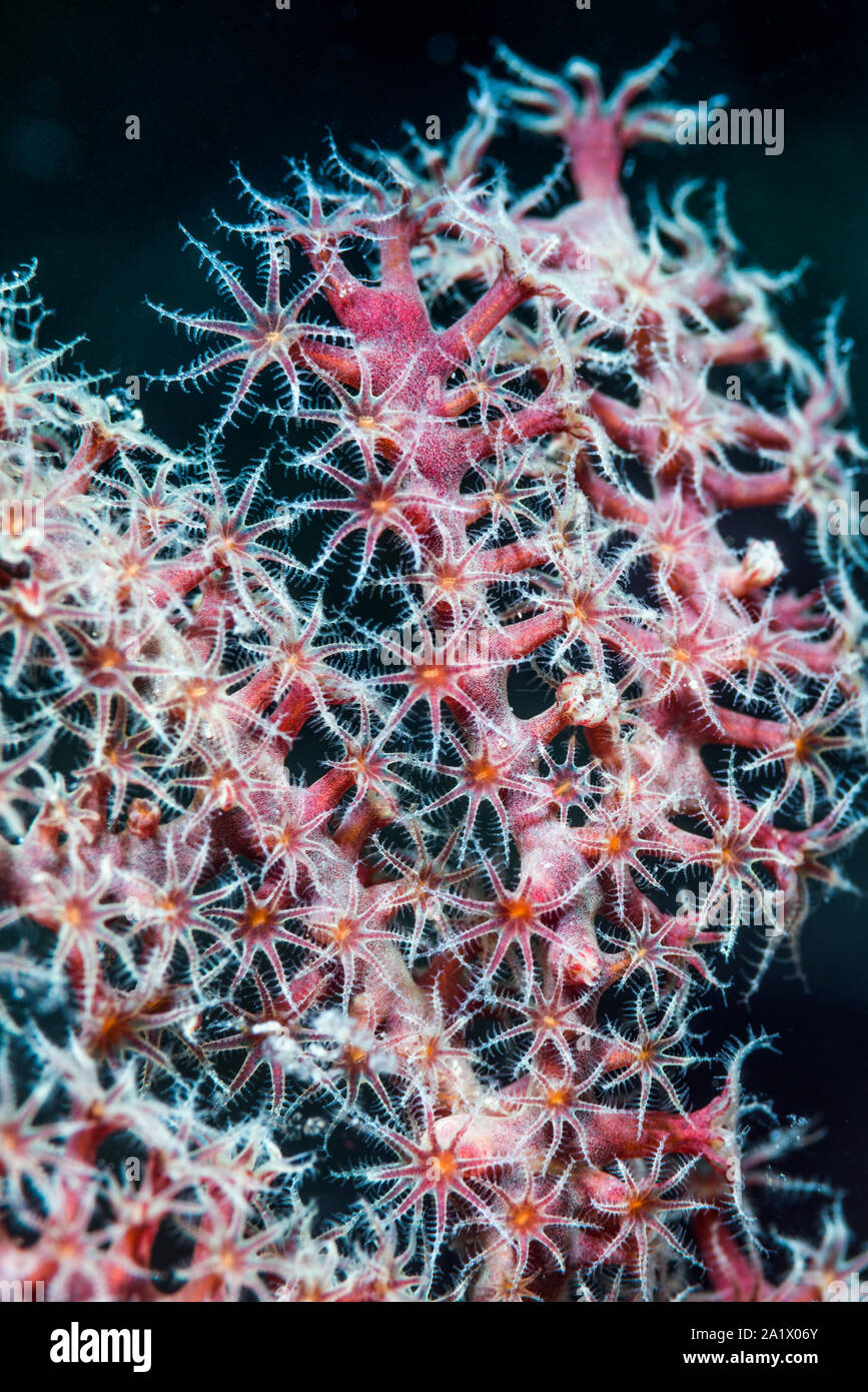 Alcyonaria corail mou Banque de photographies et d’images à haute ...