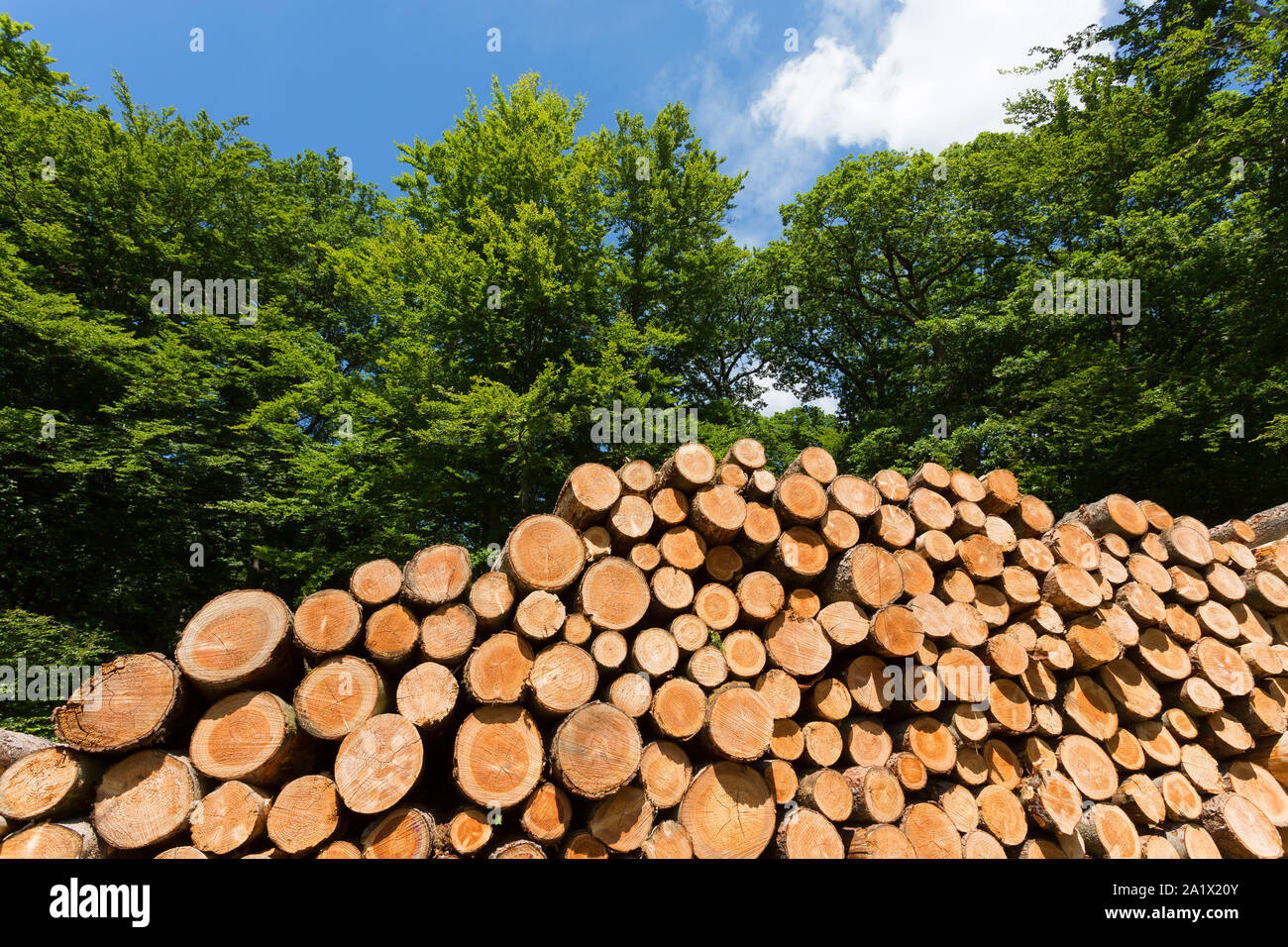 Bois dans le tas de bois Banque de photographies et d’images à haute ...