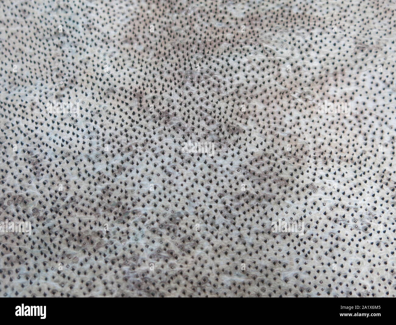 Shark skin texture Banque de photographies et d’images à haute ...