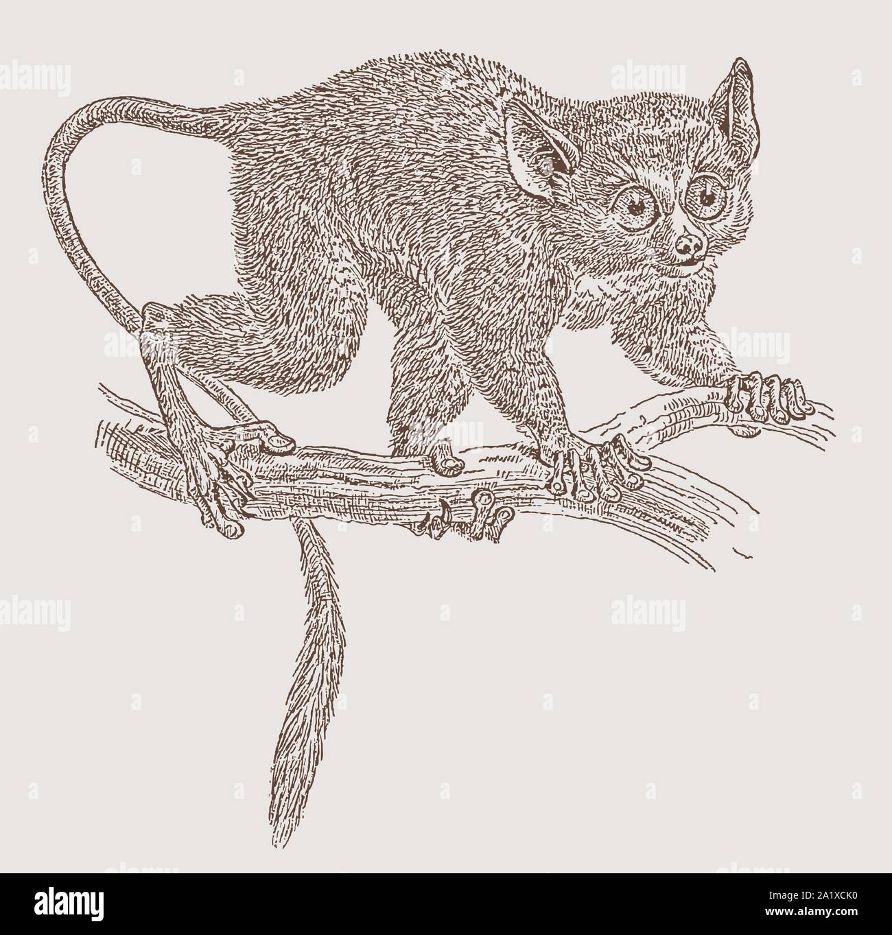 Philippine tarsier carlito syrichta Banque de photographies et d’images ...