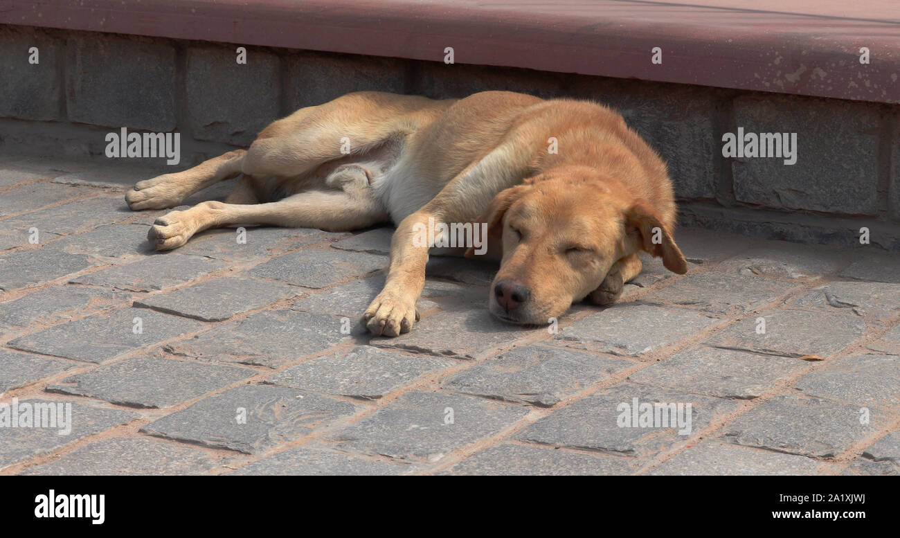 Chien endormi Banque de photographies et d’images à haute résolution ...
