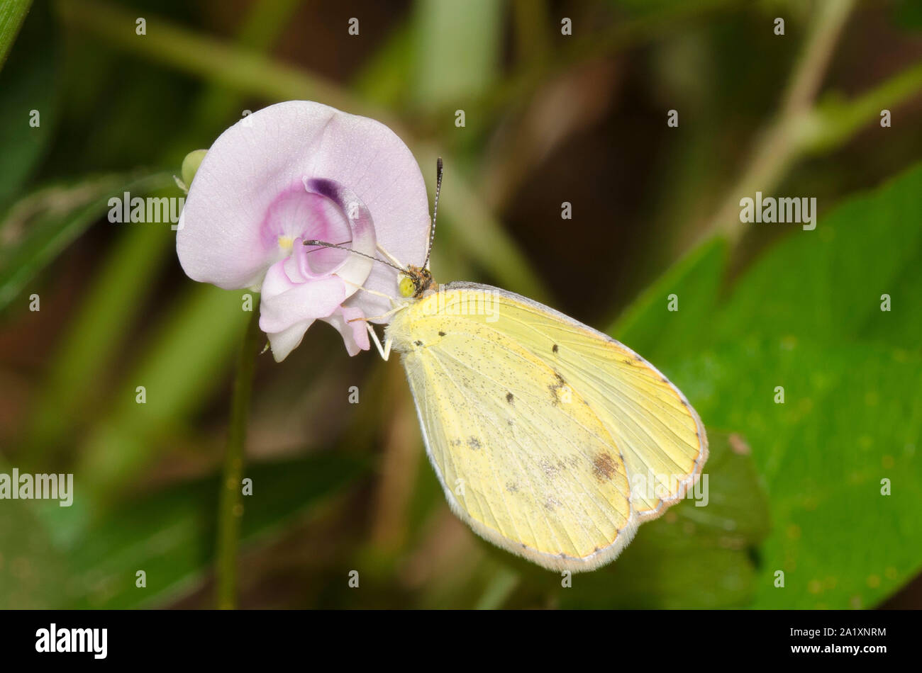 Haricot amberique Banque de photographies et d’images à haute ...