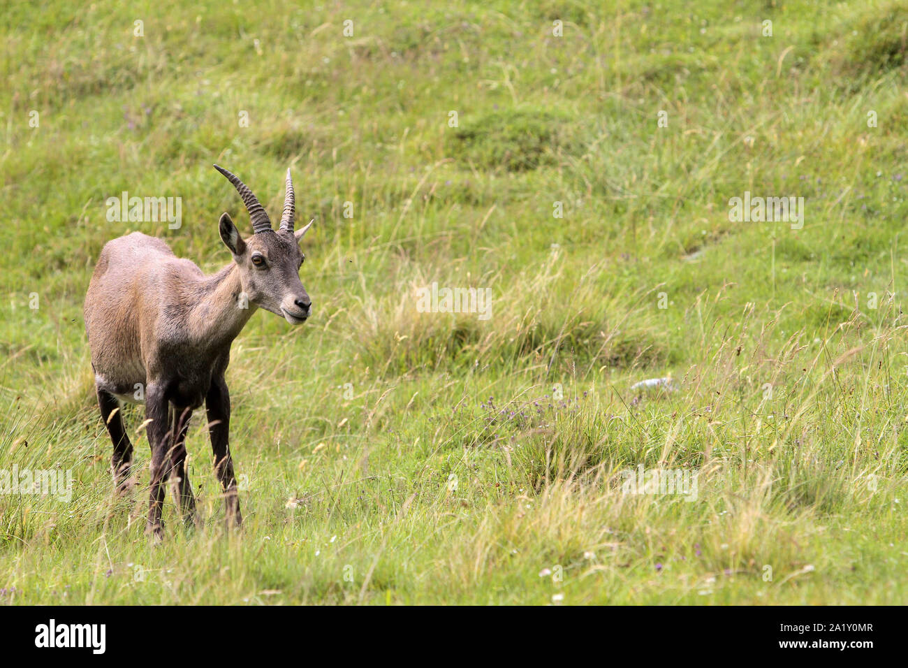 Chamois animal Banque de photographies et d’images à haute résolution ...