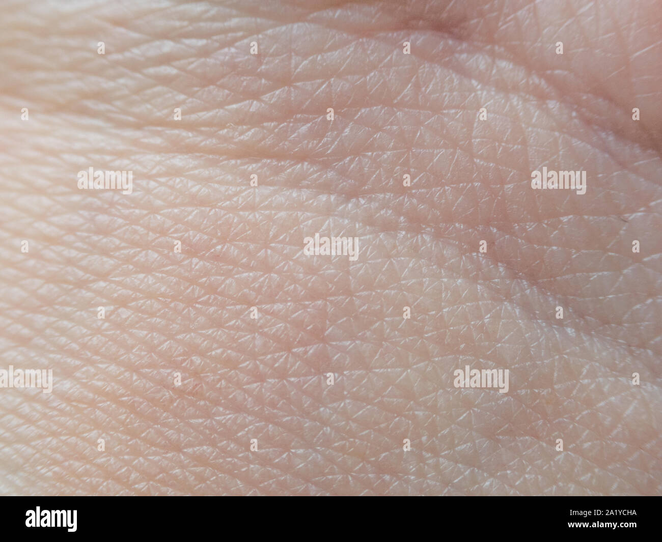Macro de la peau Banque de photographies et d’images à haute résolution ...