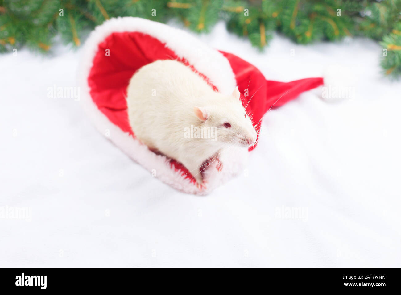 Carte de Noël symbole de l'année 2020 un rat dans un chapeau de Père ...
