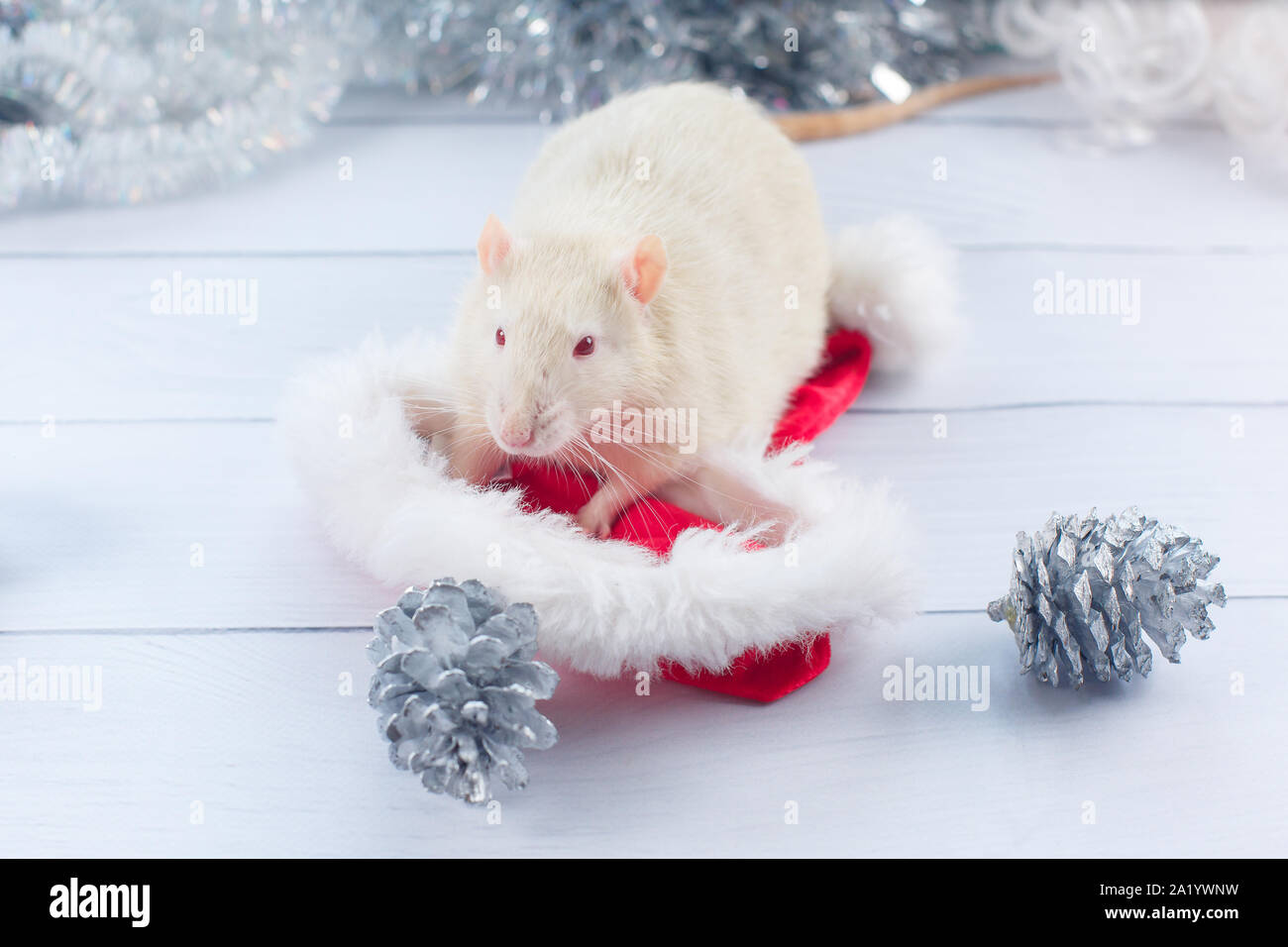 Carte de Noël symbole de l'année 2020 un rat dans un chapeau de Père ...