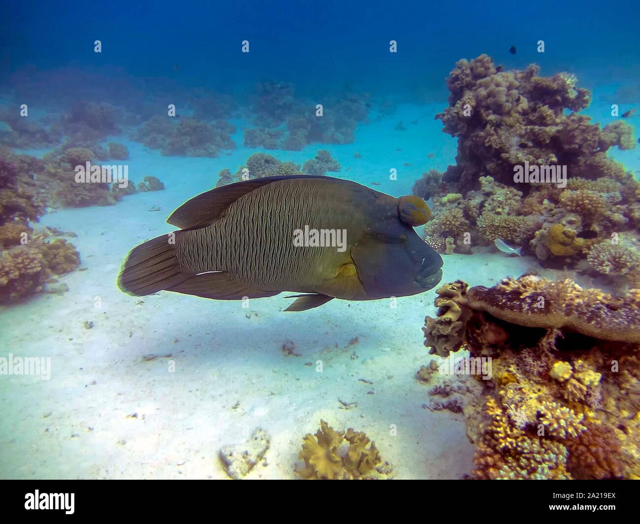 Cheilinus undulatus palau Banque de photographies et d’images à haute ...