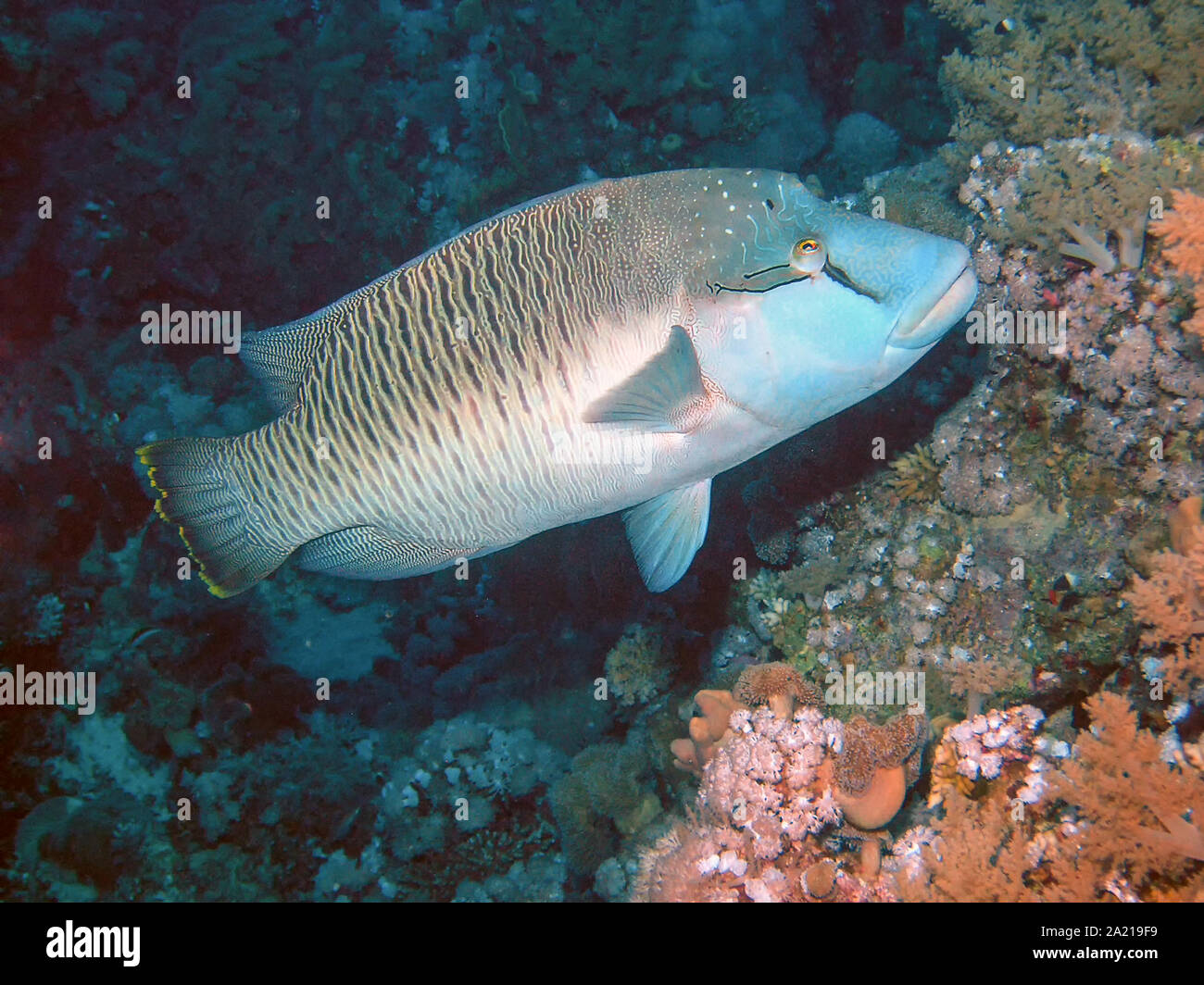 Cheilinus undulatus palau Banque de photographies et d’images à haute ...
