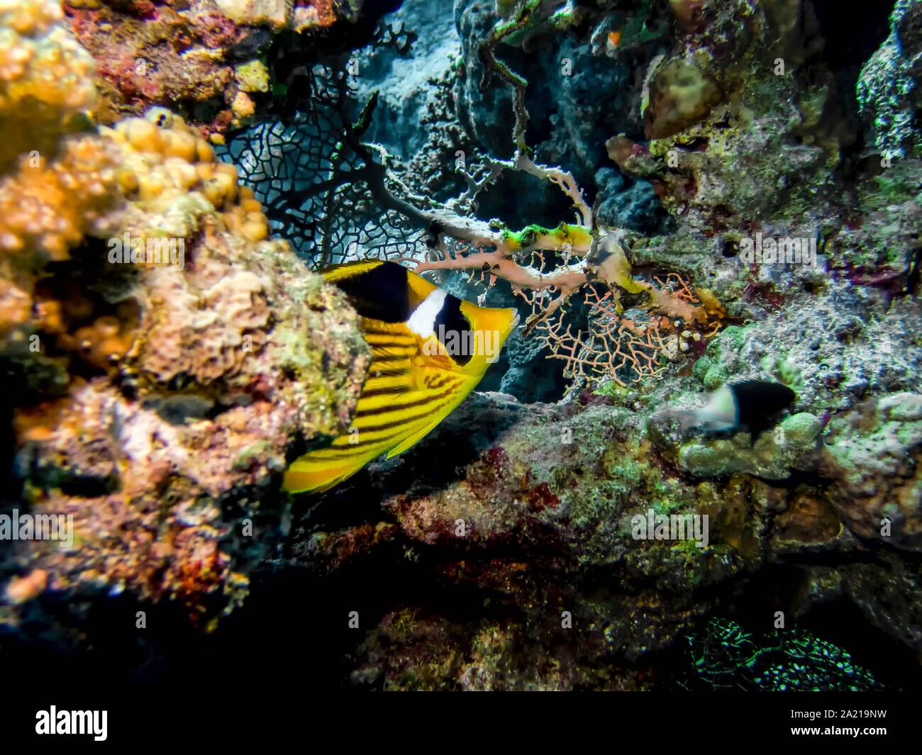 Poisson papillon de raton laveur de la mer rouge Banque de ...