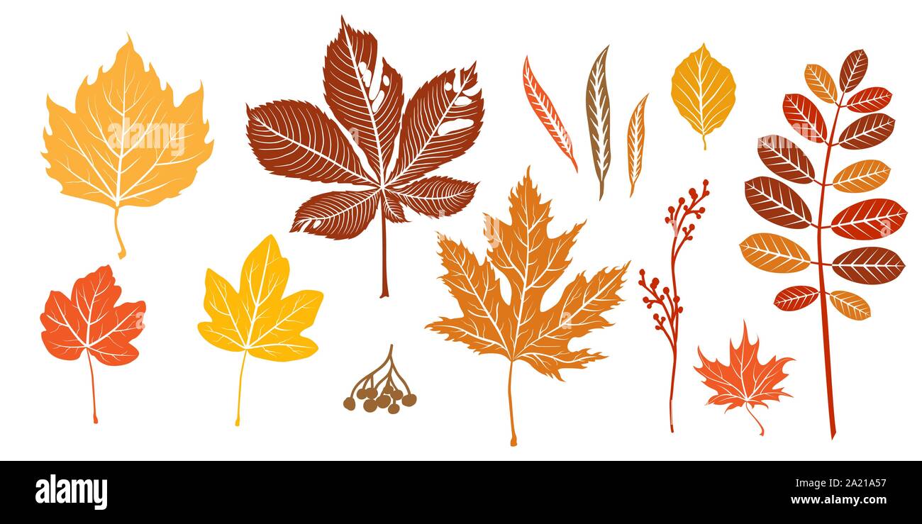 Les feuilles d'automne d'ossature isolée. Éléments de conception de la ...