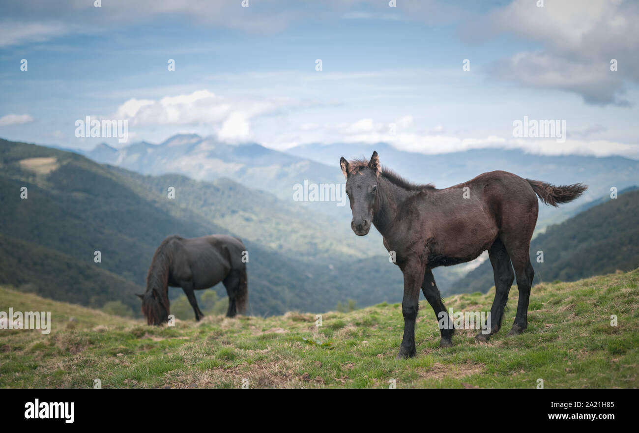 Poulain cheval Merens dans les Pyrénées françaises Photo Stock - Alamy