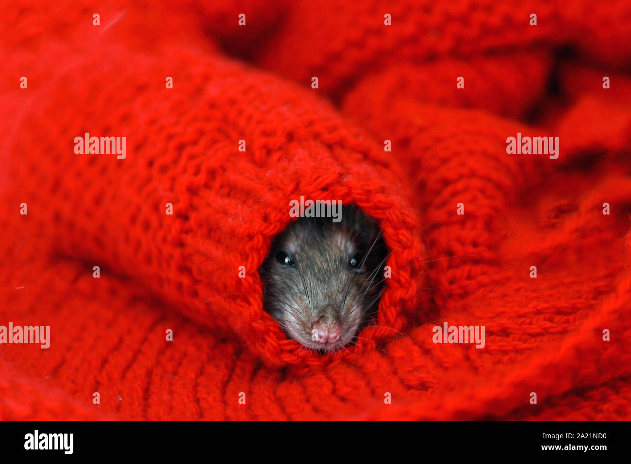 Le mignon petit rat de décoration se trouve dans le manchon d'un ...