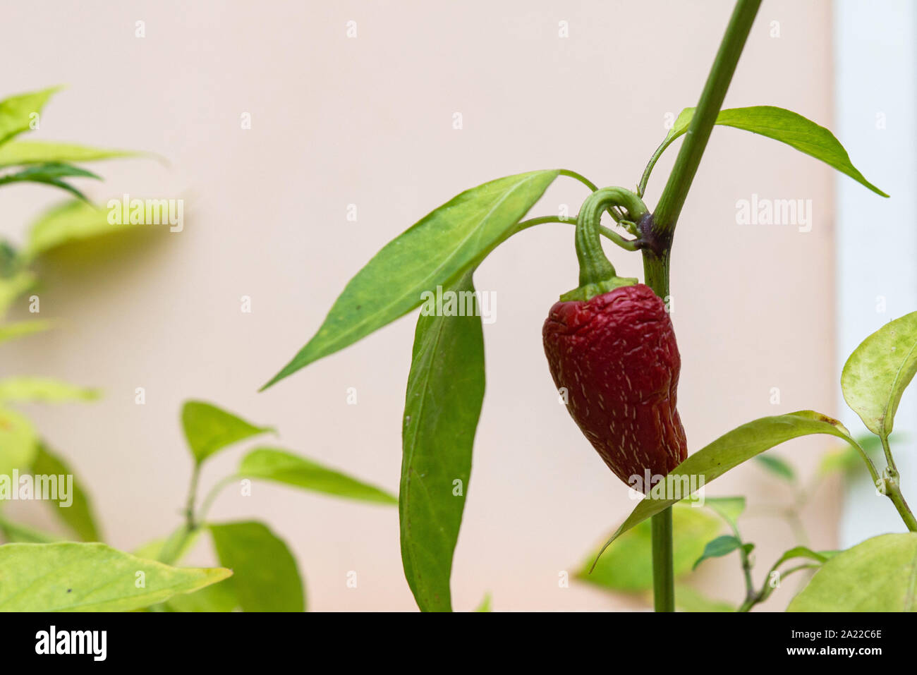 Feuilles de piment rouge Banque de photographies et d’images à haute ...