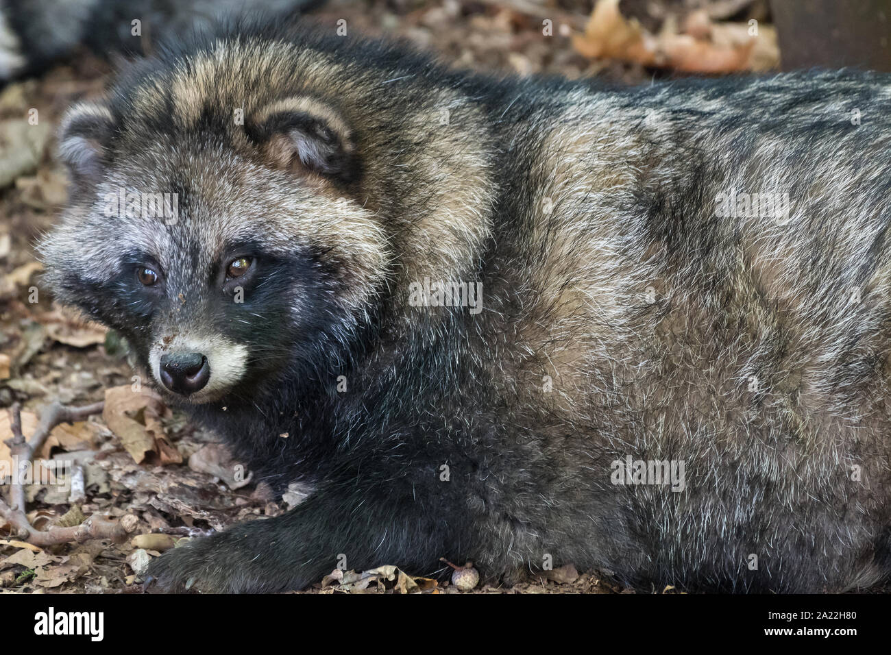 Chien viverrin nyctereutes procyonoides Banque de photographies et d ...