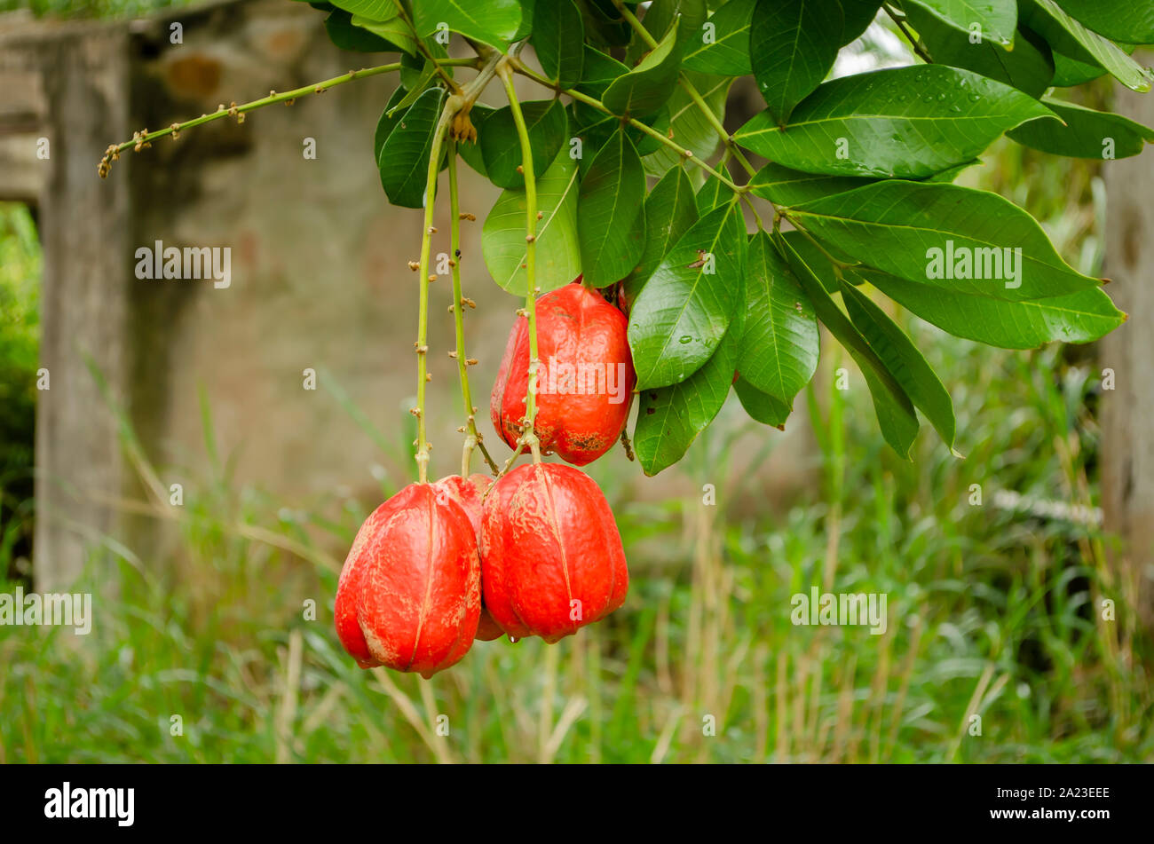 Blighia sapida ackee Banque de photographies et d’images à haute ...