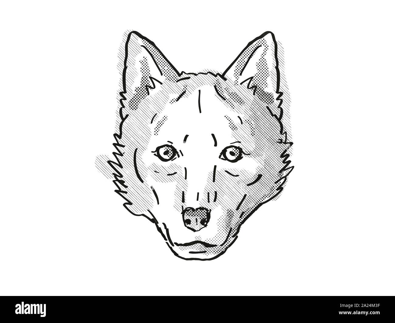 Retro cartoon style dessin de tête d'un Loup Rouge , une espèce en voie ...