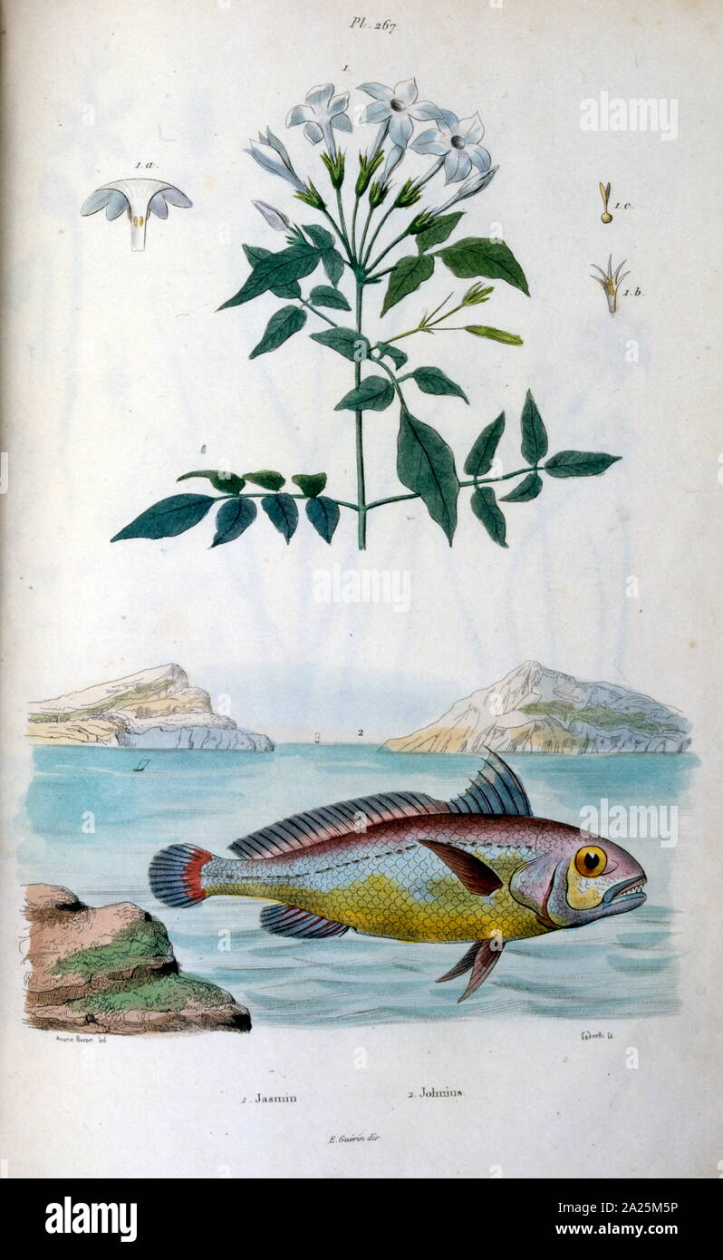 Poisson e Banque de photographies et d’images à haute résolution - Alamy