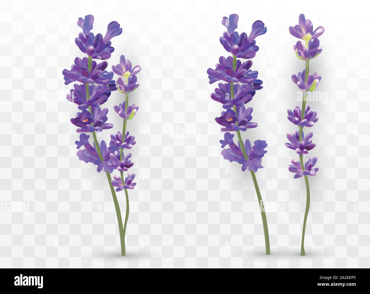 3D réaliste lavender isolé sur fond transparent. Belles fleurs ...