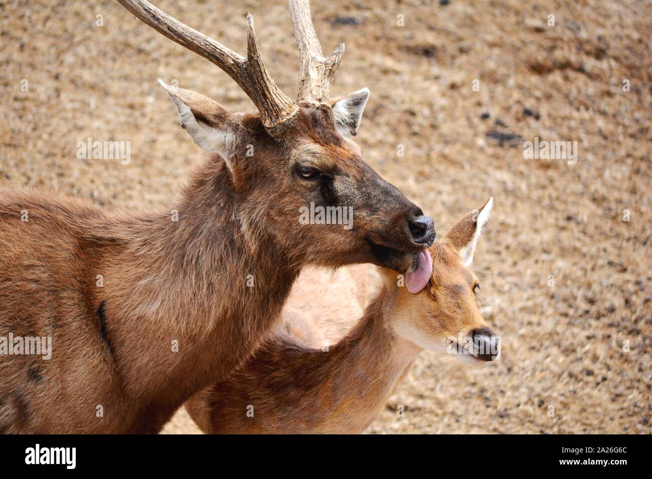 Cerf avec des cornes Banque de photographies et d’images à haute ...