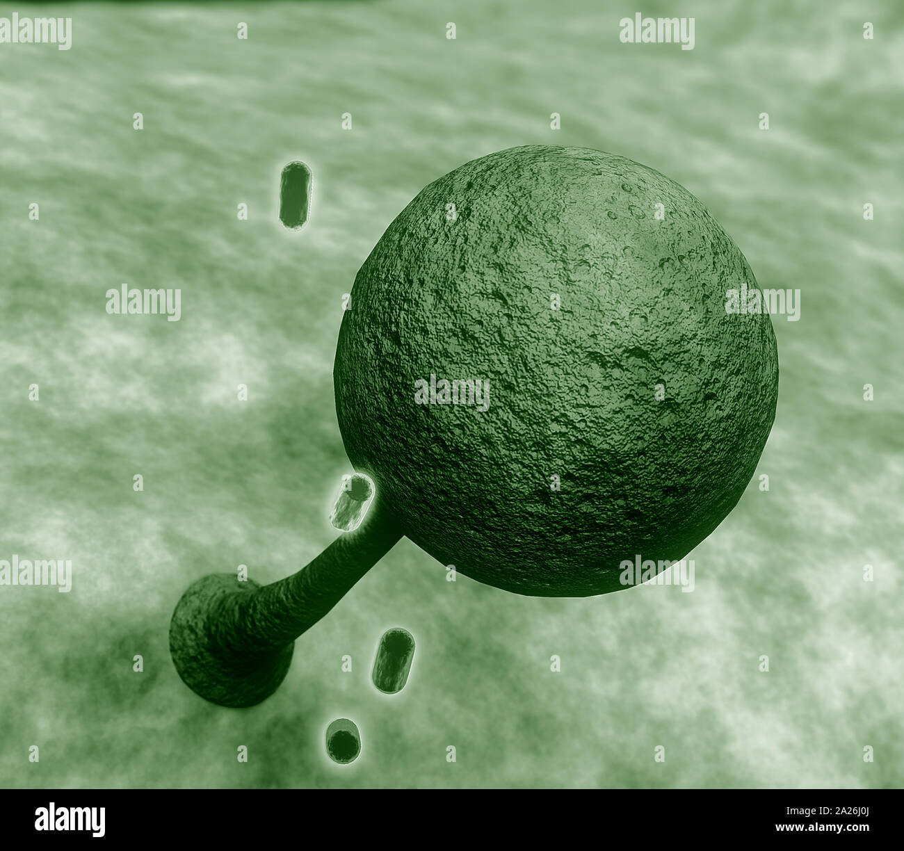 Fruiting body bacteria Banque de photographies et d’images à haute ...