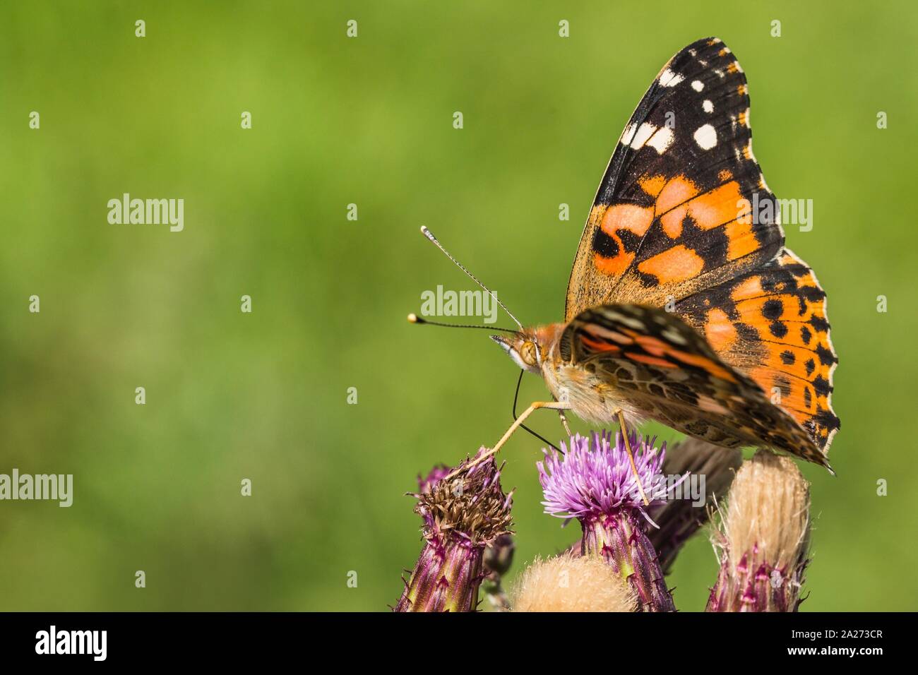 Gros Plan De Papillon Banque d'image et photos - Alamy