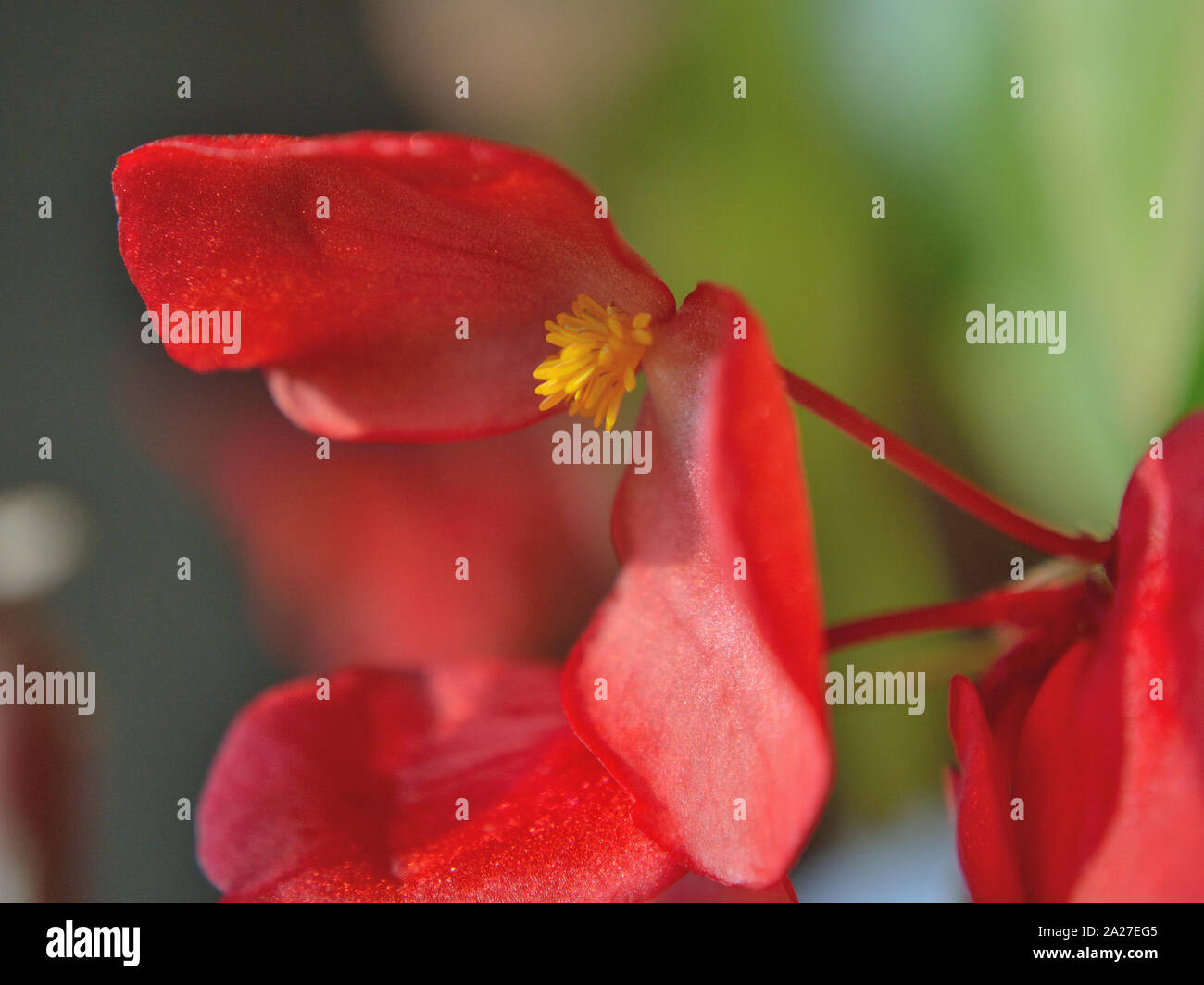 Begonia x semperflorens cultorum Banque de photographies et d’images à ...