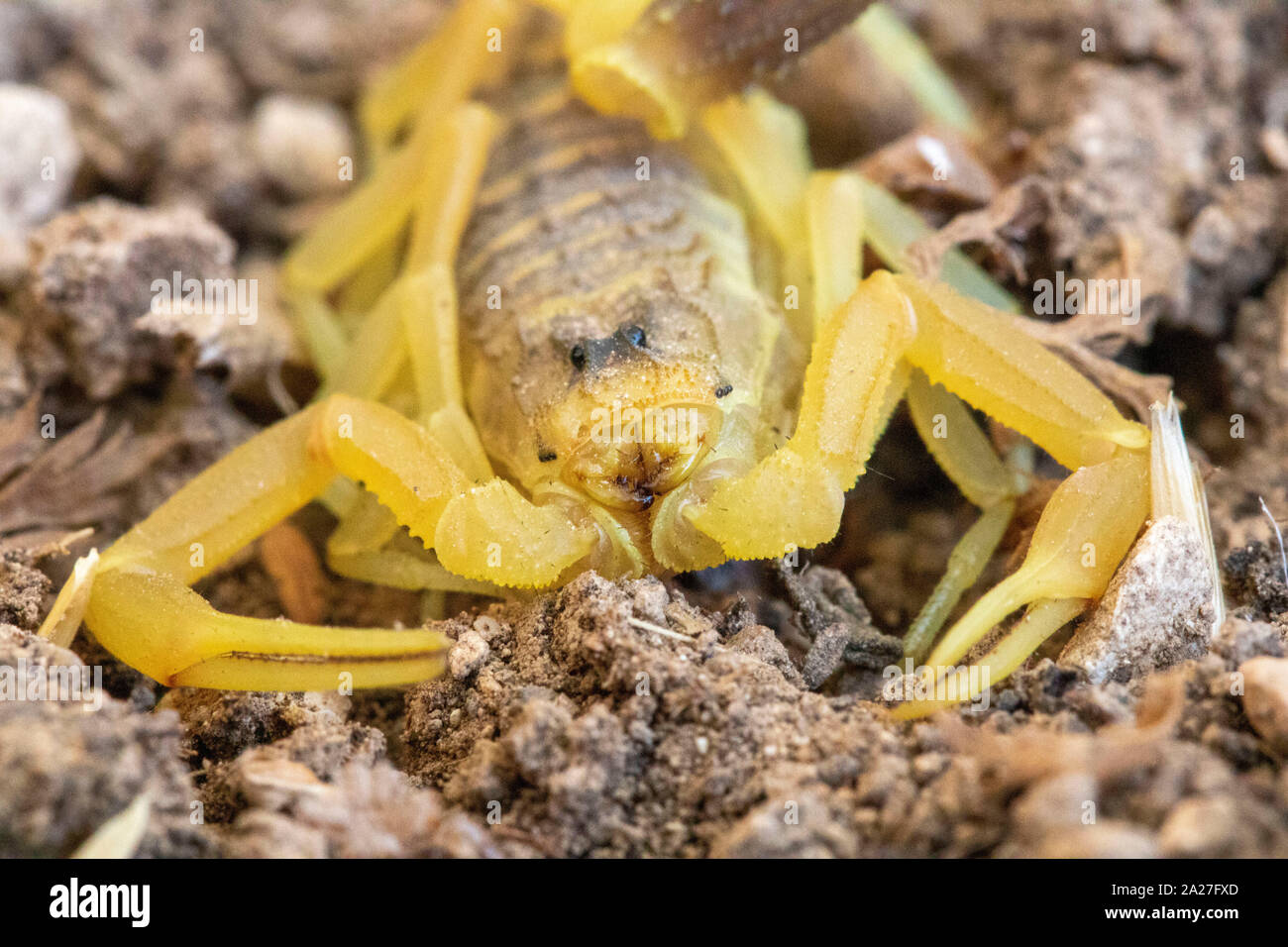 Scorpion jaune Banque de photographies et d’images à haute résolution ...