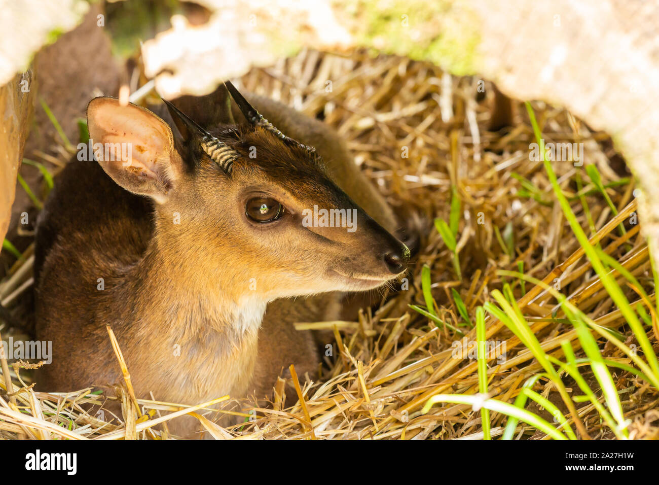 Suni antelope Banque de photographies et d’images à haute résolution ...
