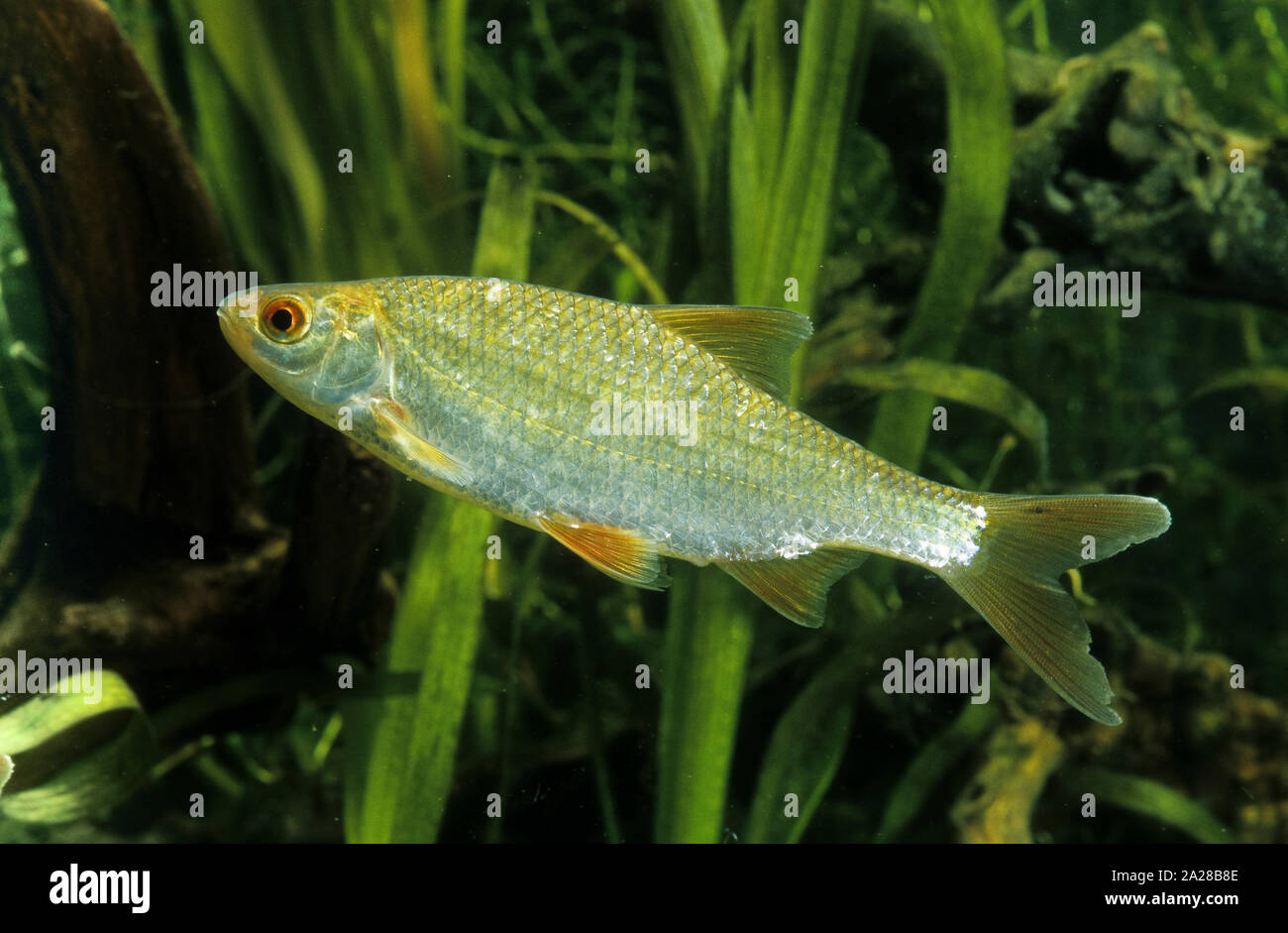 Rutilus rutilus fish Banque de photographies et d’images à haute ...