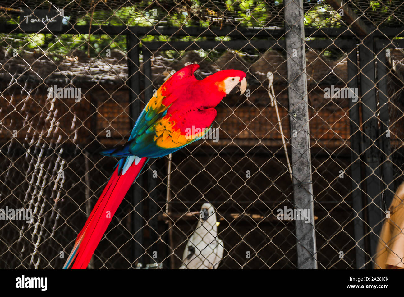 Perroquets en vol Banque de photographies et d’images à haute ...