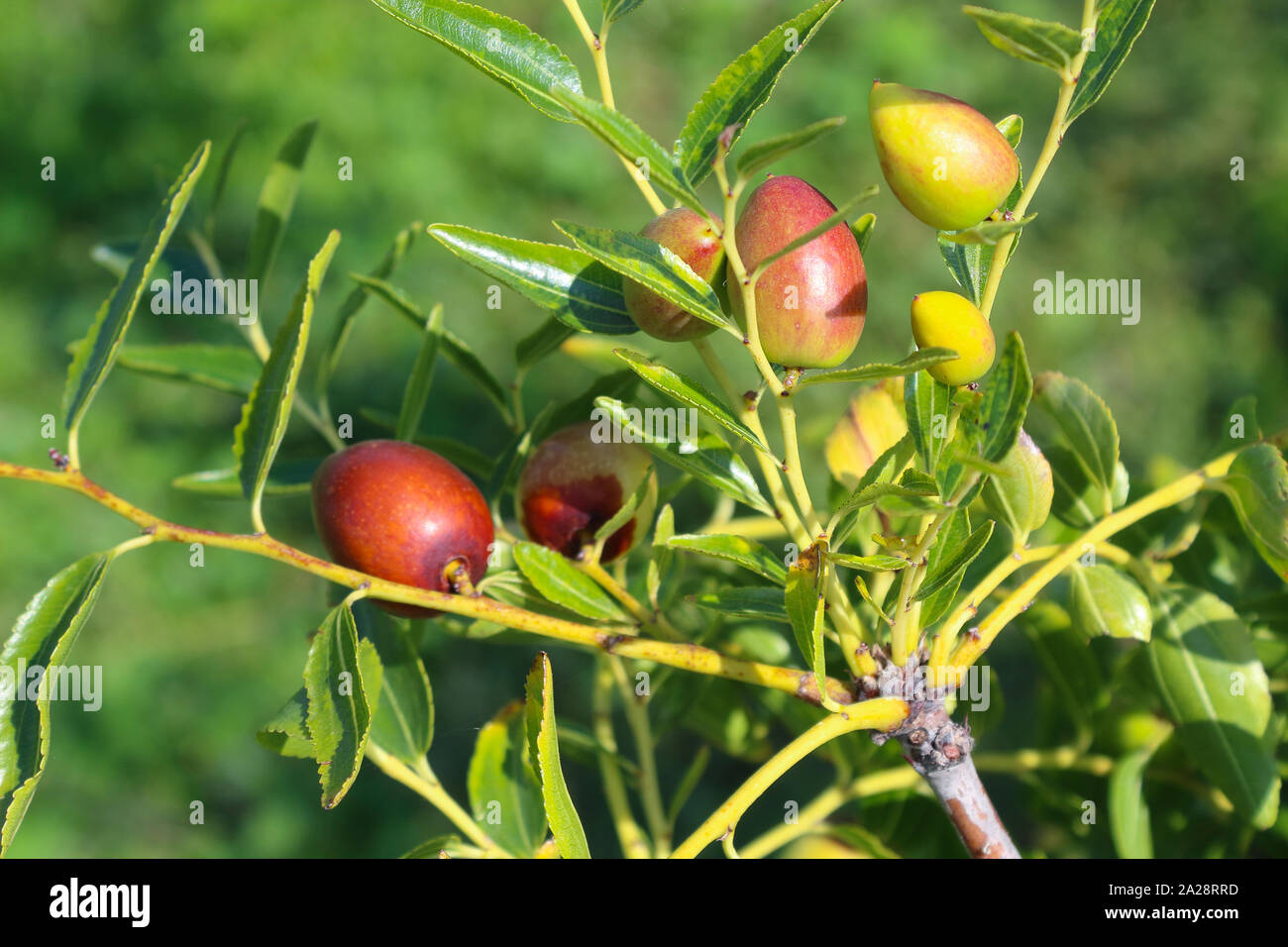 Jujube de maturation des fruits. Ziziphus jujuba, rouge, date, date ...