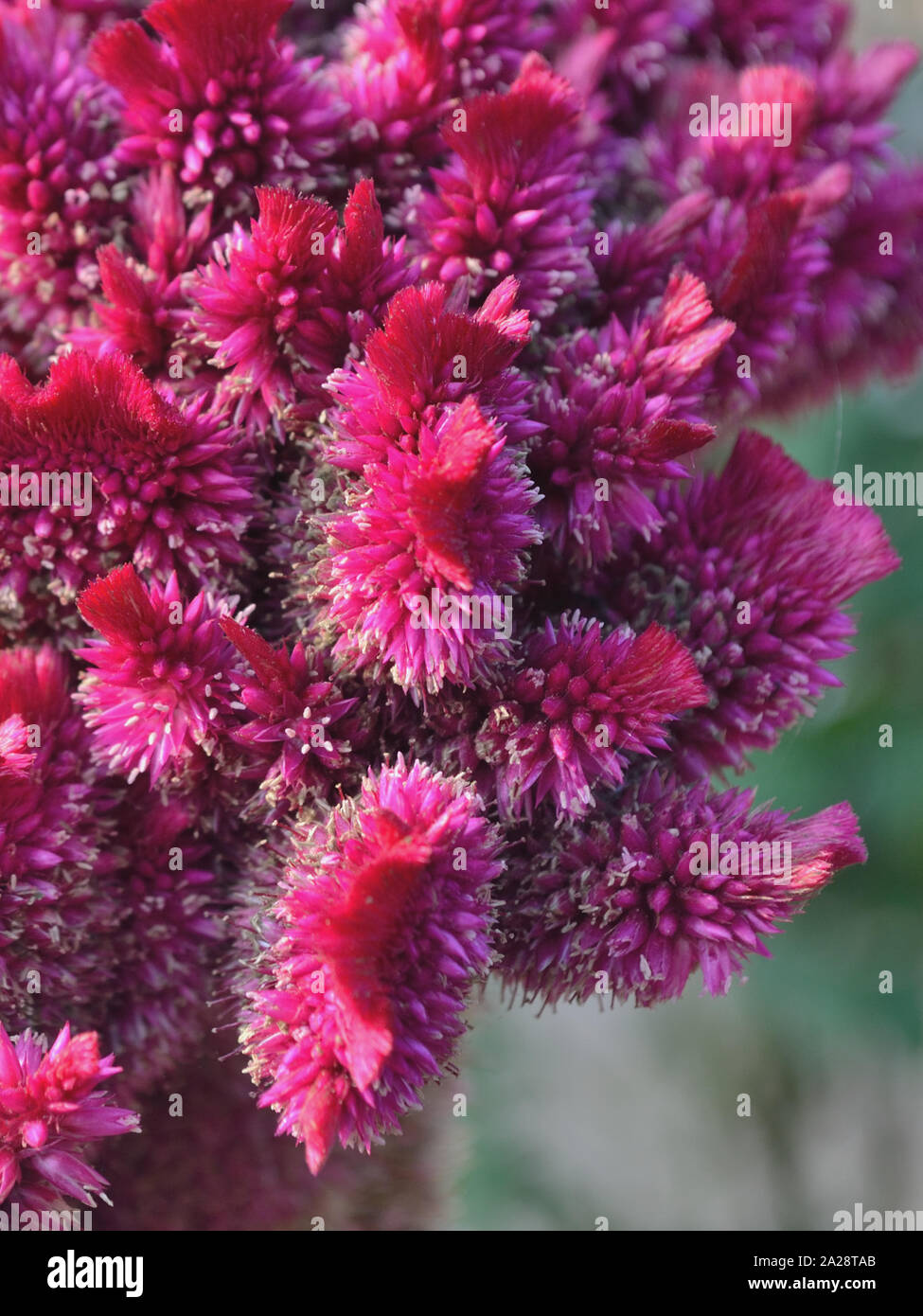 Celosia argentea cristata Banque de photographies et d’images à haute ...