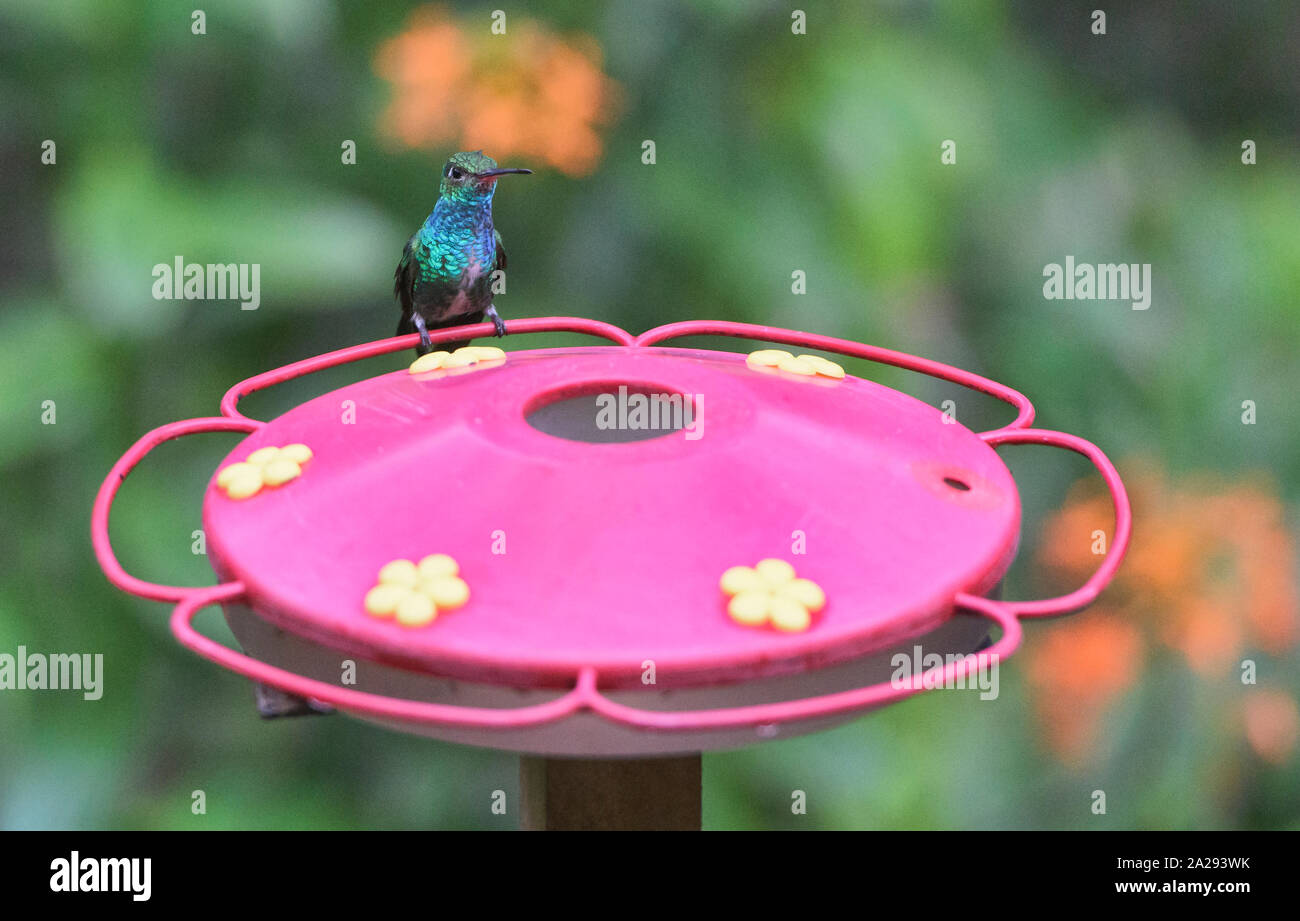 Colibri feeder Banque de photographies et d’images à haute résolution ...