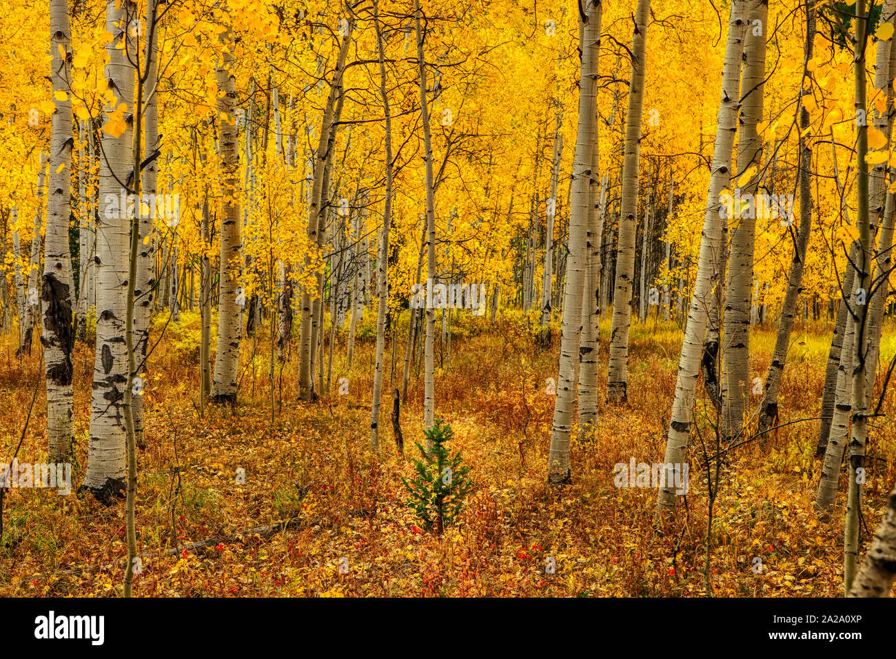 Tremble arbres Banque de photographies et d’images à haute résolution ...